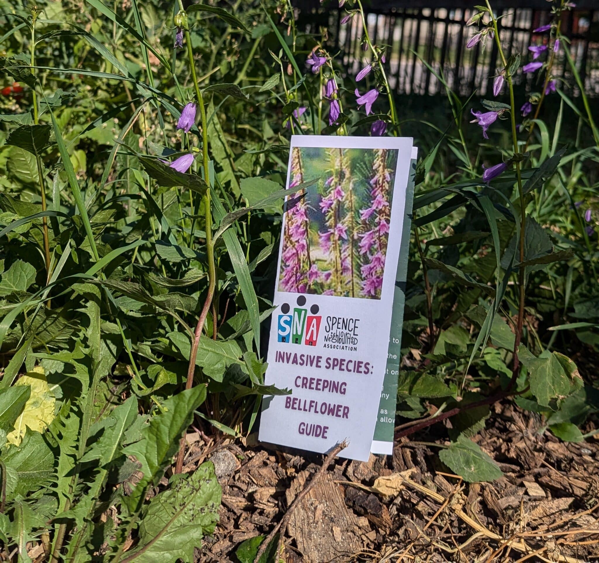 Invasive Species: Creeping Bellflower Guide